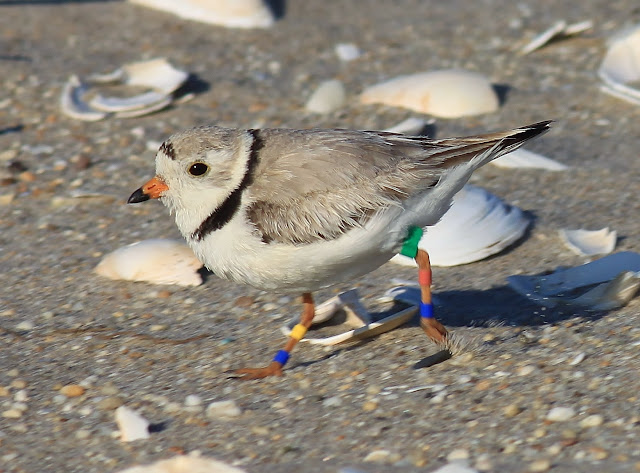A Review of the State of the Piping Plover in United States