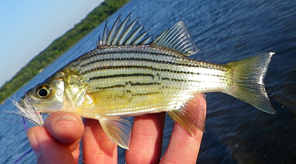 FishnDave: 33 Iowa Species on Fly Rod