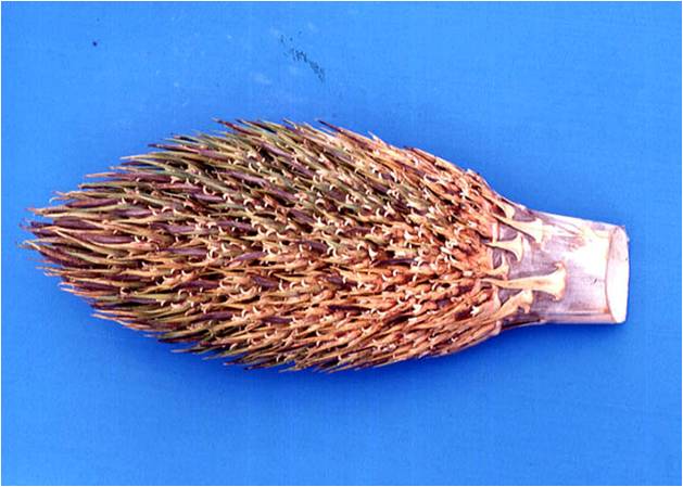 THE OIL PALM PLANTERS: Mophologi Kelapa Sawit