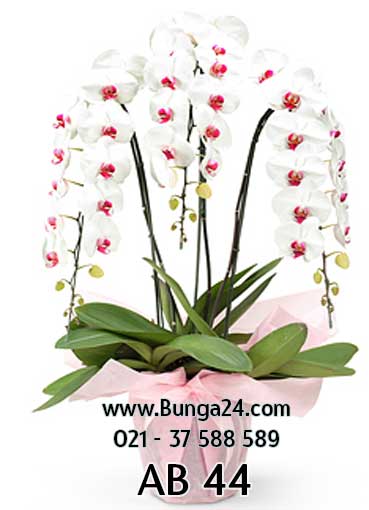 Toko Bunga Magnum Jakarta Barat - Online Florist Indonesia 24 Jam ...
