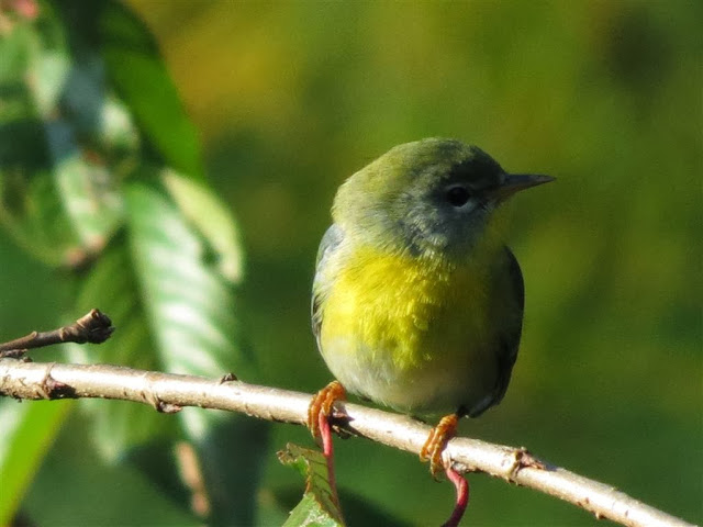 Viewing nature with Eileen: Backyard Warblers
