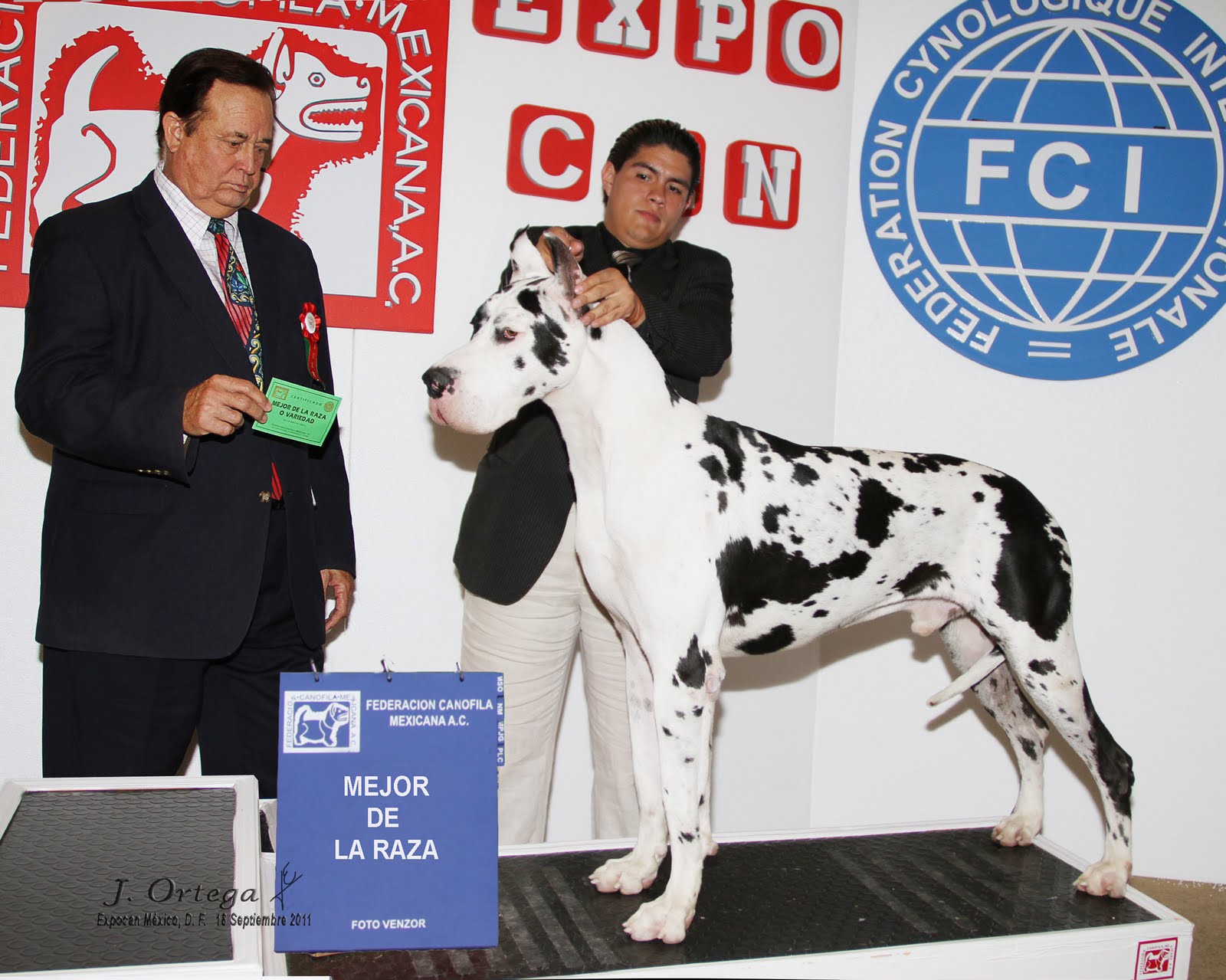 GRAN DANES MORALES: ENZO MORALES