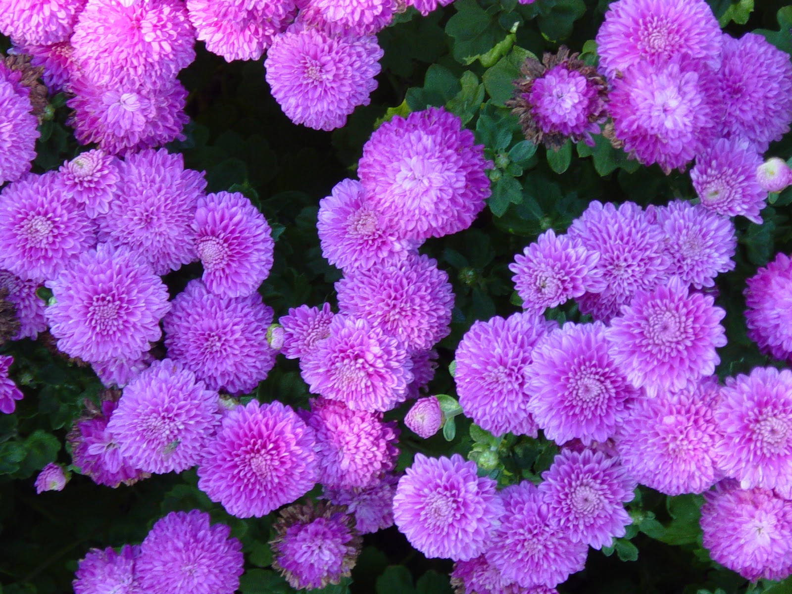 SheJunks: Fall Mums....