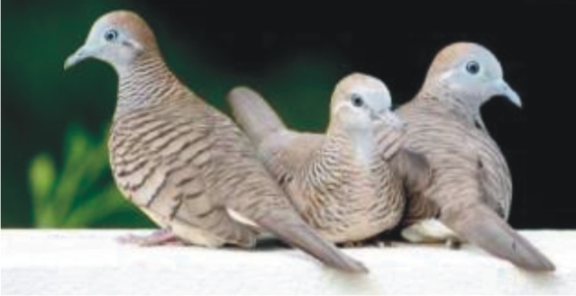 JENIS PERKUTUT - Perkutut Indonesia