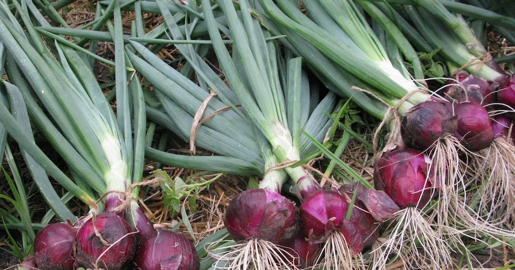 Belajar Berkebun Sungguh Menyenangkan: Cara Budidaya Bawang Merah