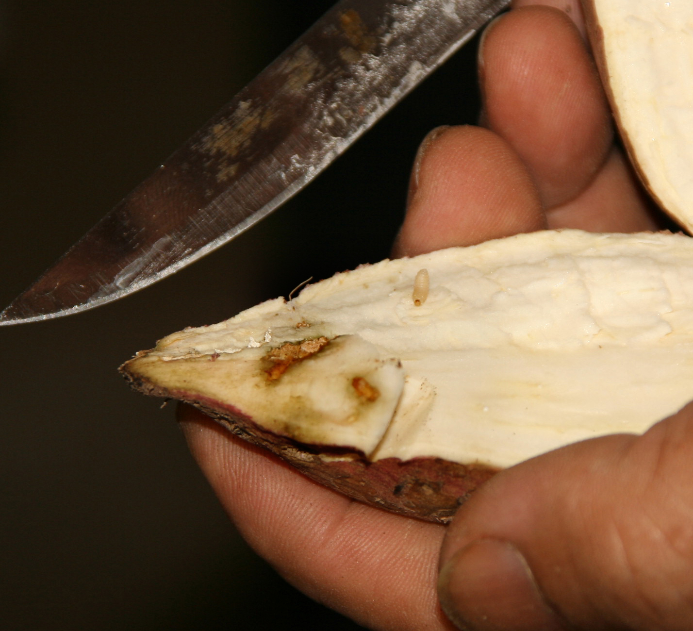 Living with Nature - School on Blog by Dr. Abercio V. Rotor: Kamote or ...