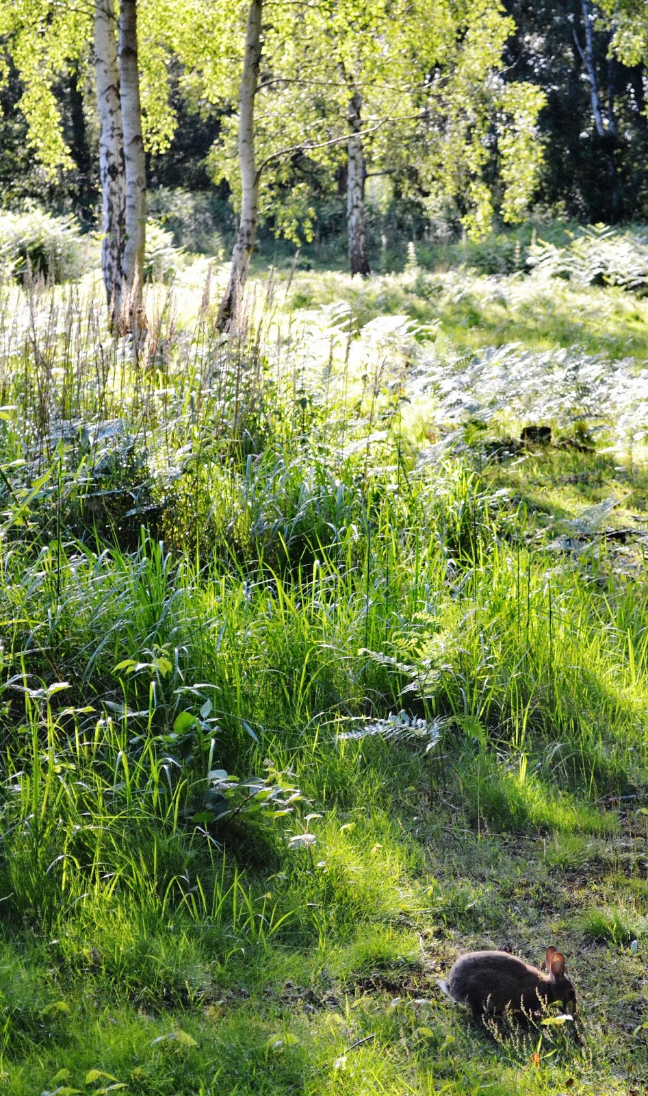 Talking Transplants: RSPB Reserve,The Lodge.