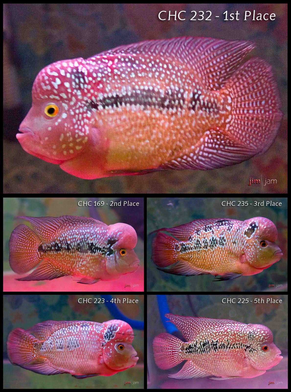 Flowerhorn The Hybrid Cichlids: Liga Satu Louhan Indonesia
