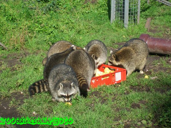 Zoophoto: Dierenpark Zie Zoo Volkel Deel 2