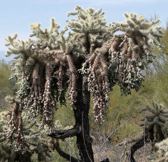 Reflections From the Fence: The Trees of my Family Tree, 110th Carnival ...