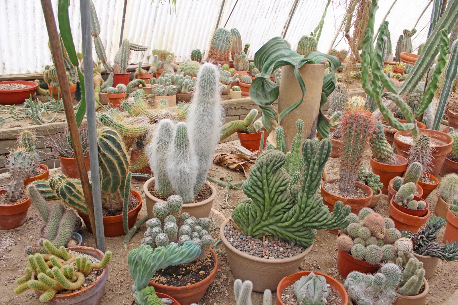 Making Restorations: cactarium