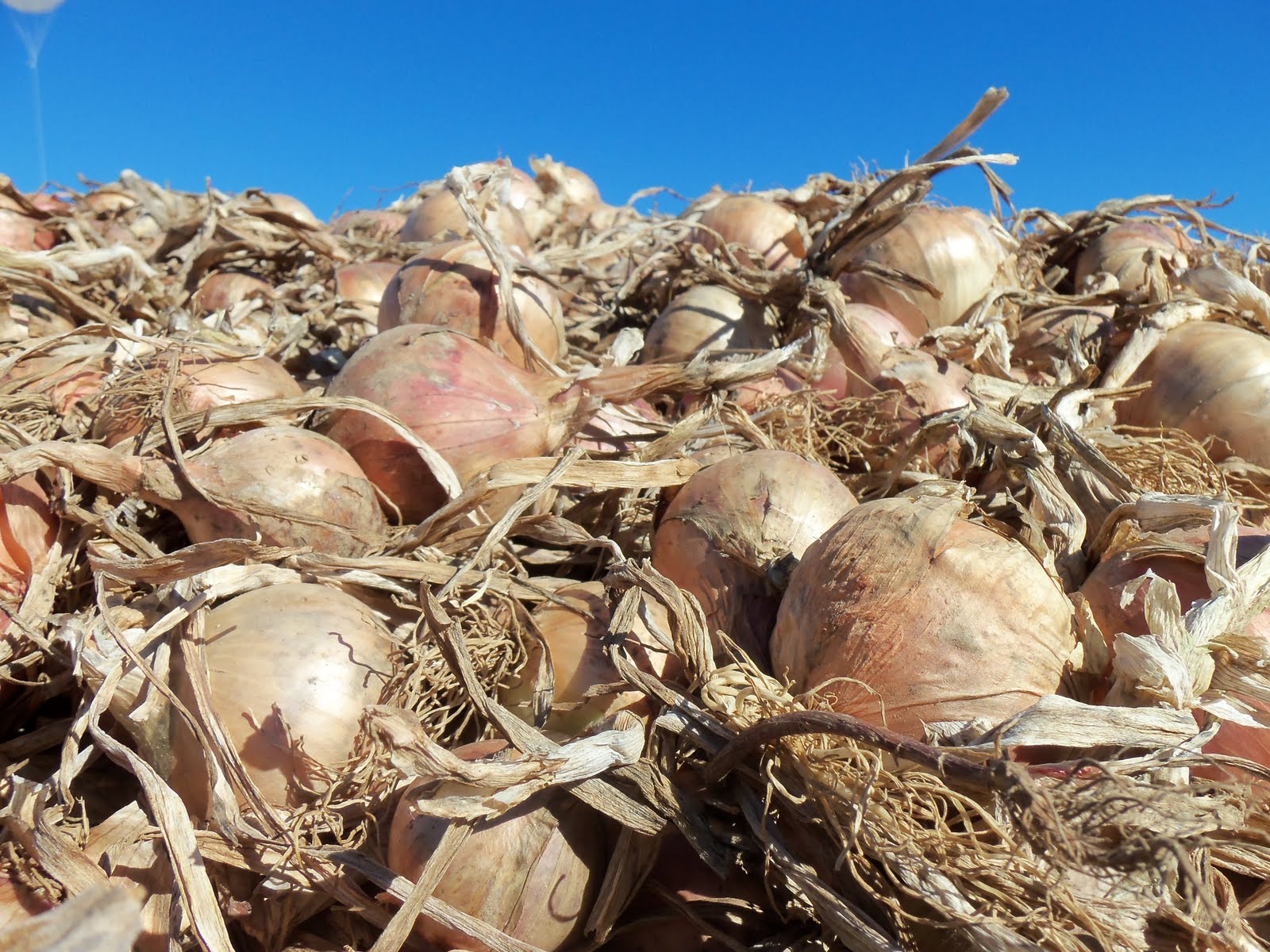 Looking for Johnny Onions: Onions galore! Roscoff - August 20, 2011
