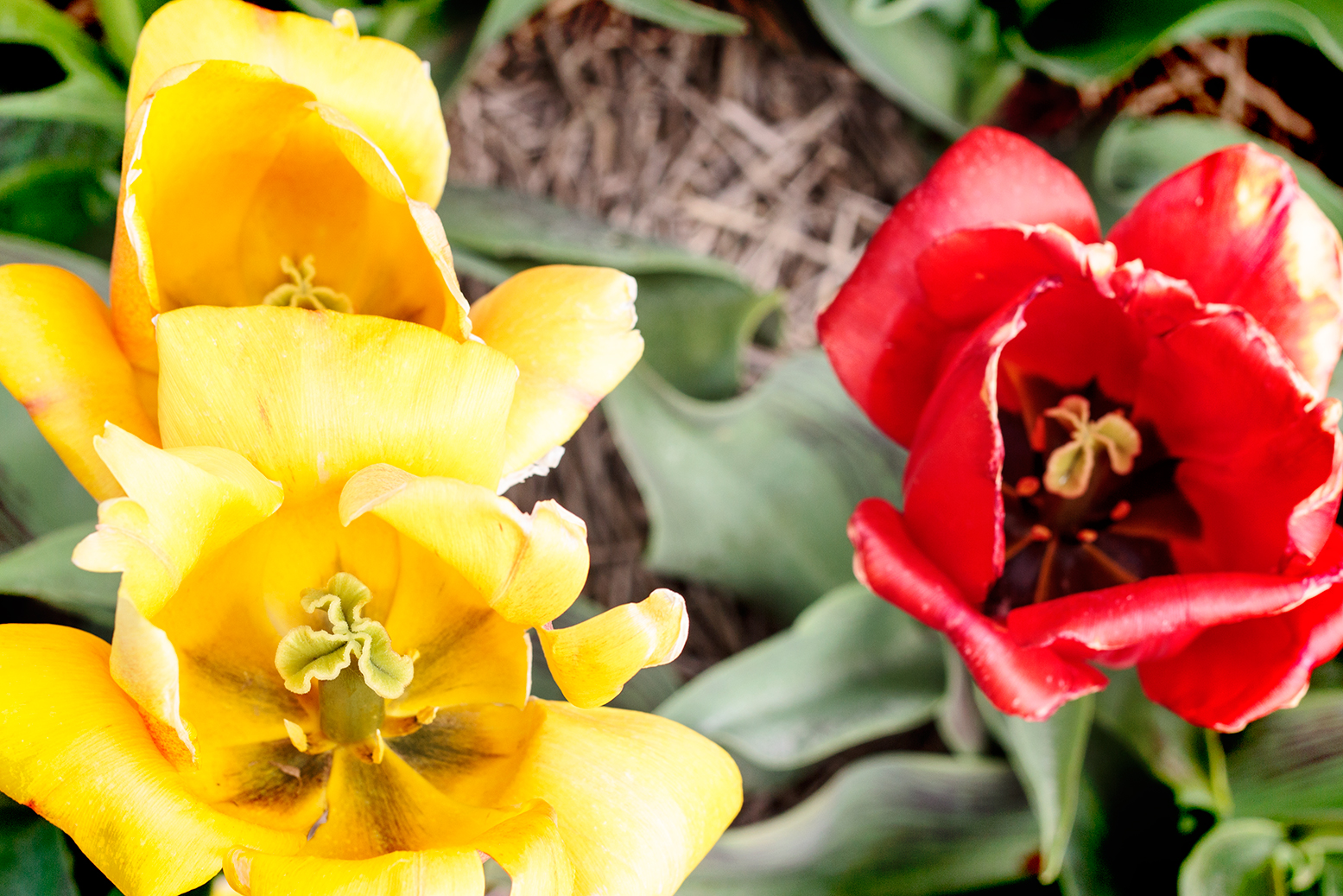 WEEKEND VIBES | TULIP FESTIVAL | Wit Konijn