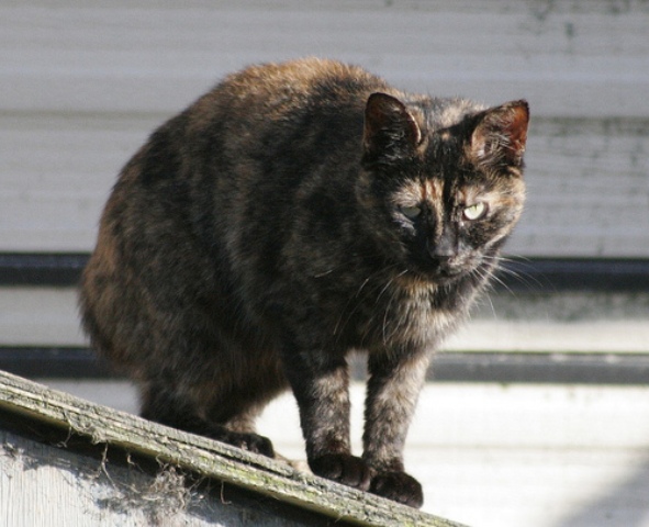 Pictures Of Black Calico Cats - Funny Pic