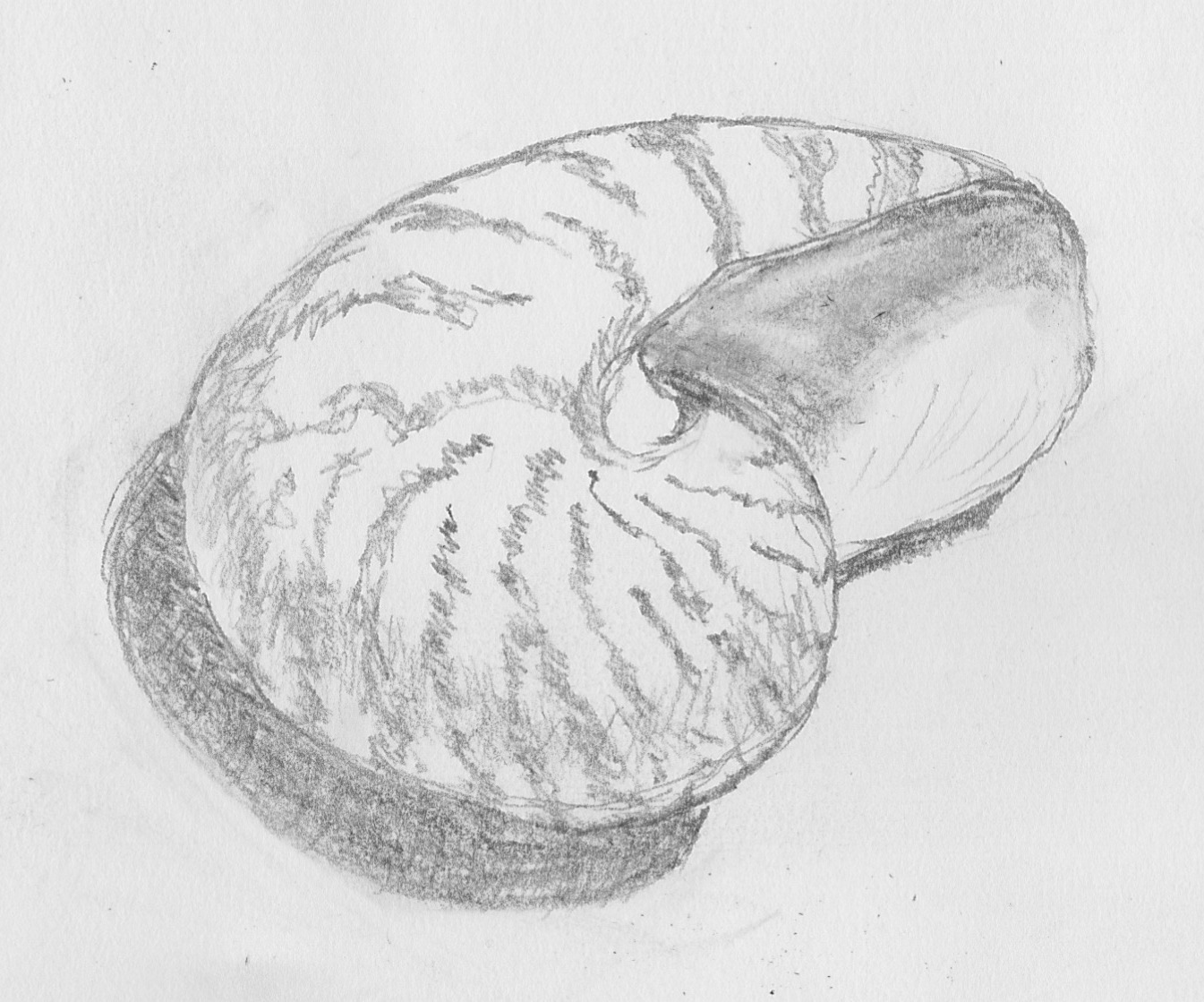 Learning to draw: Shell study