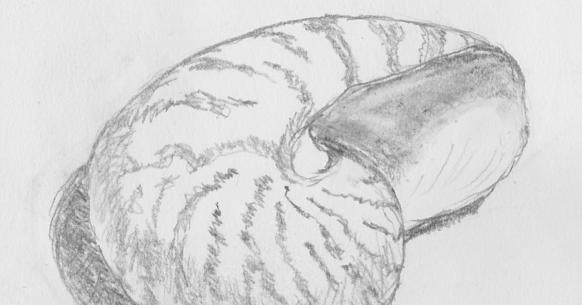 Learning to draw: Shell study