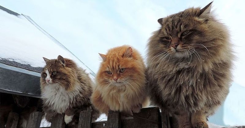 热头条: Koshlandia - a huge family of Siberian cats, living in Barnaul