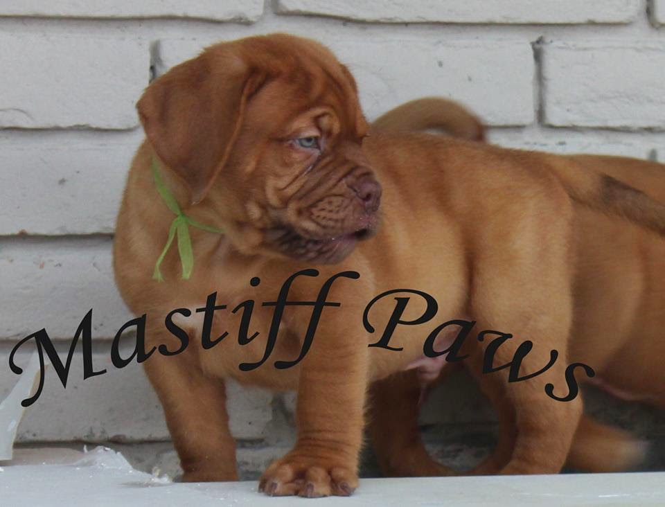 Mastiff Paws: ONLY 2 Dogue de Bordeaux Puppies LEFT