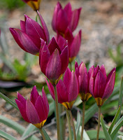 √ Beberapa Khasiat dan Manfaat Bunga Tulip | Share Info