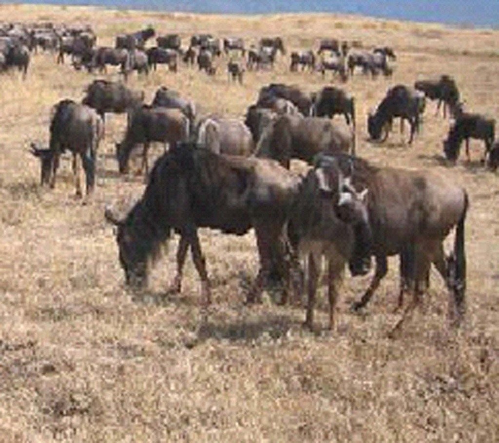 La Clase que me Gusta: Manada