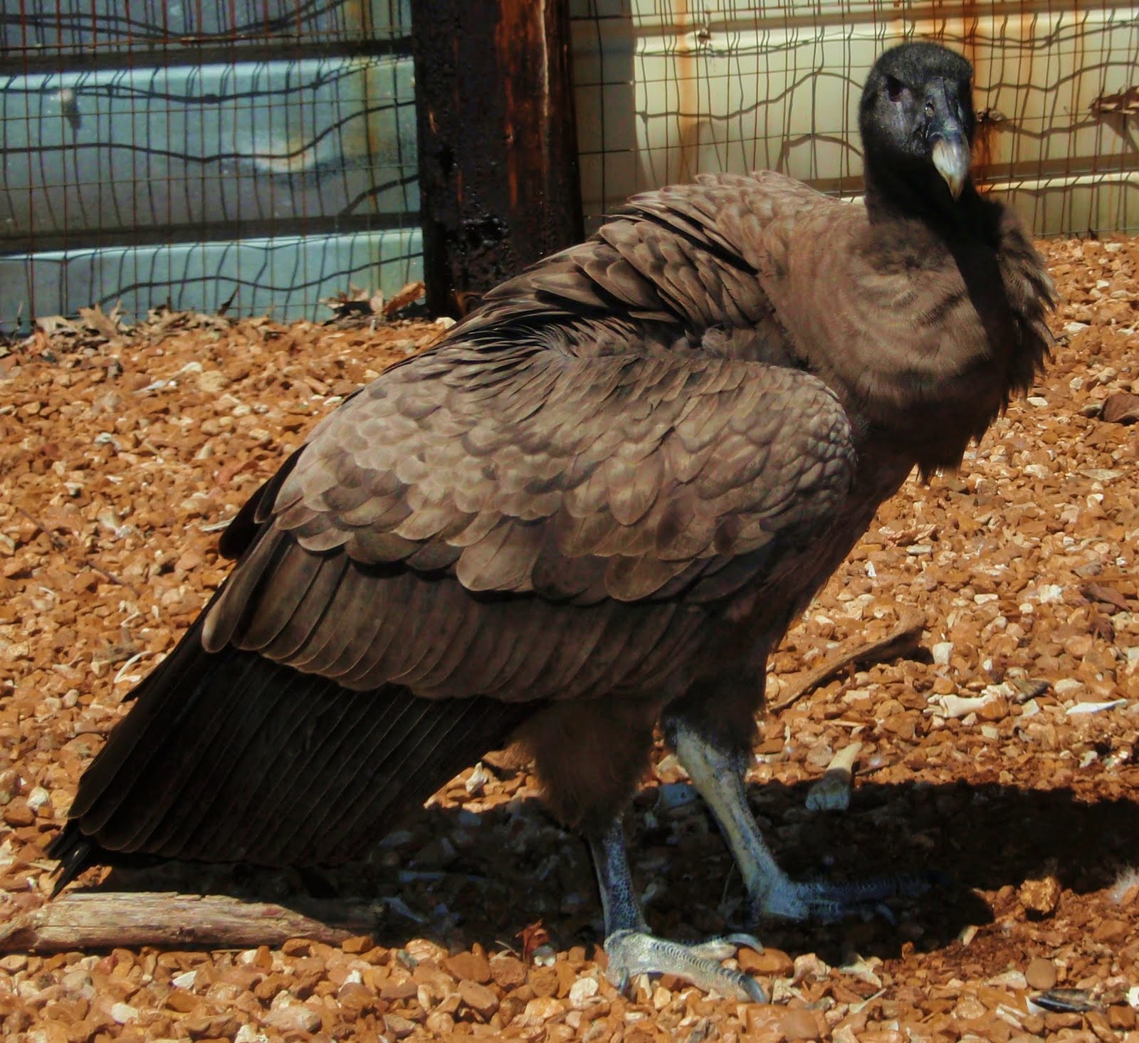 World Bird Sanctuary: Eeew...Vultures Are Gross!