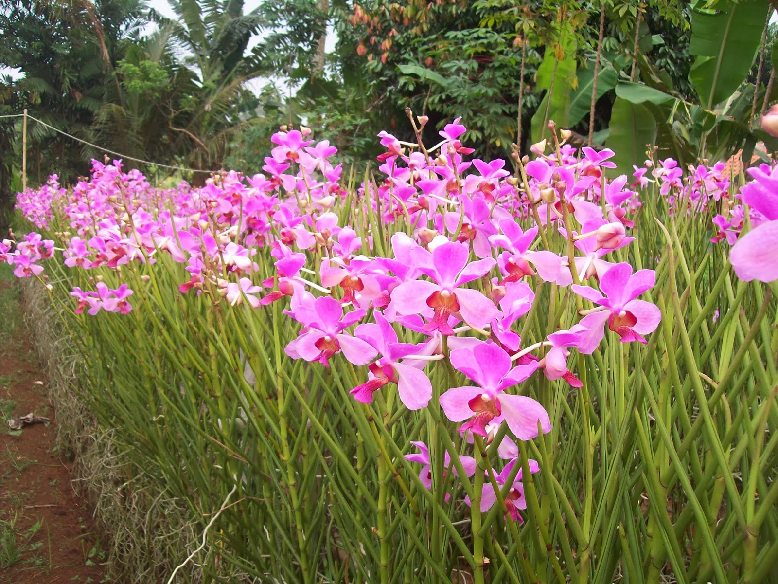 Jenis - Jenis Anggrek Tanah