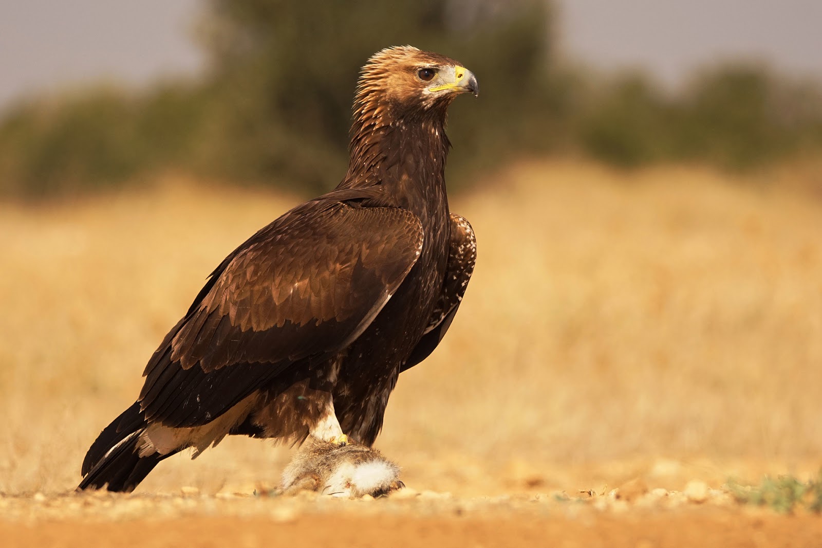 Pasión por las aves: Águila real.(Aquila chrysaetos)