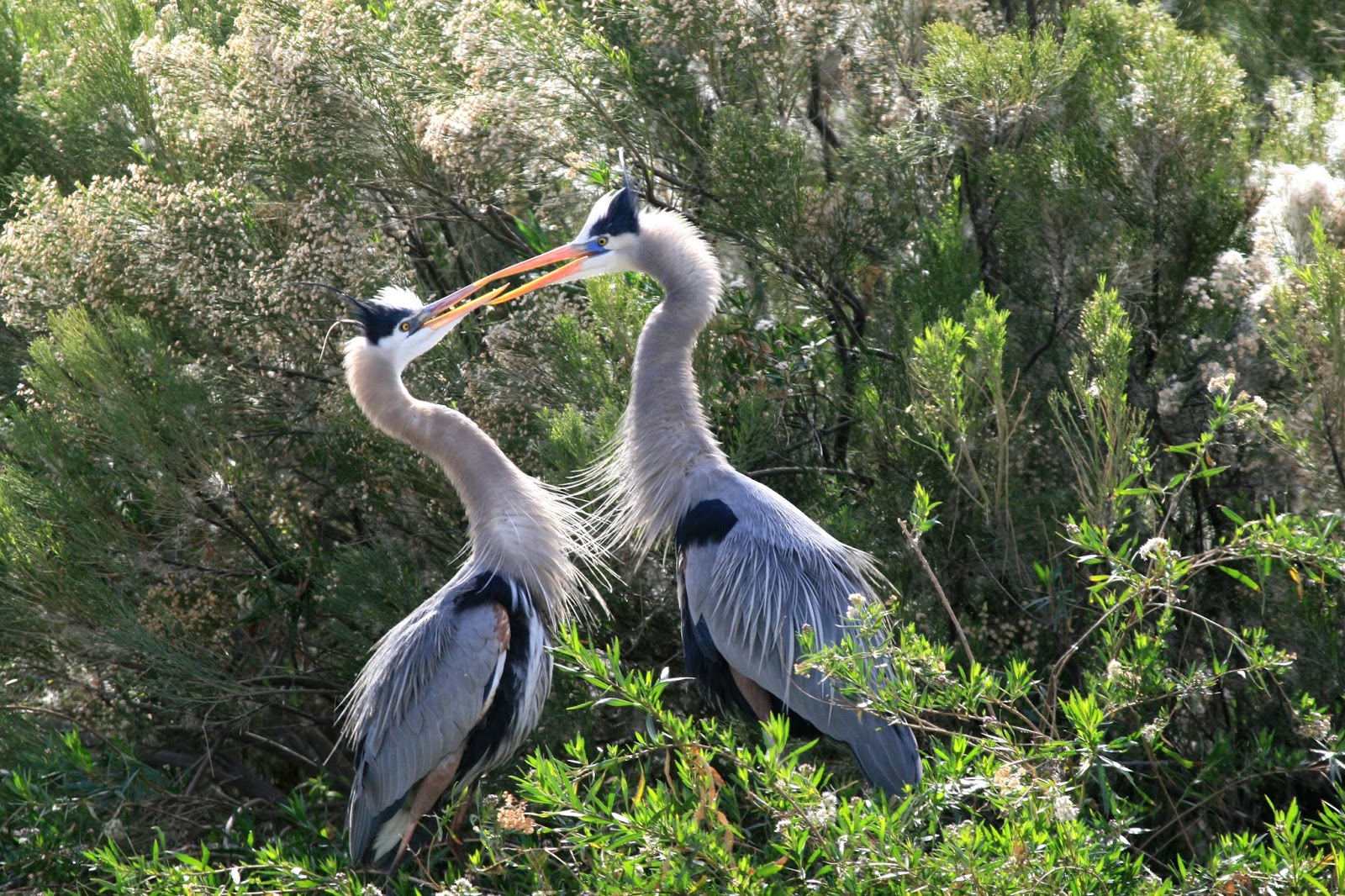 Bellas Aves de El Salvador: Ardea herodias (garza ceniza o azulada ...
