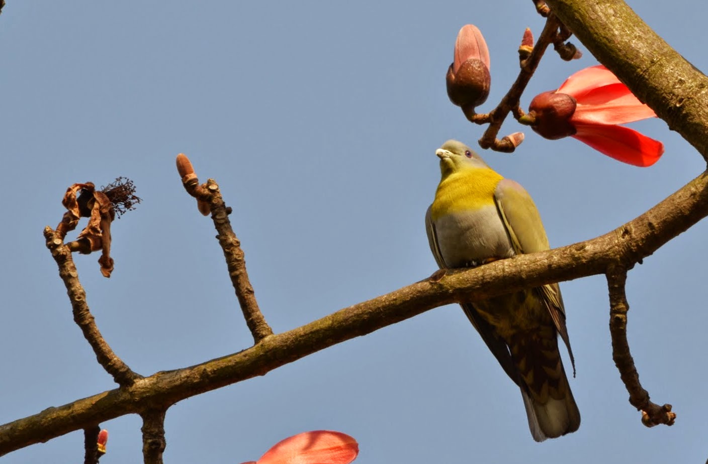 Jai's Bird Photography