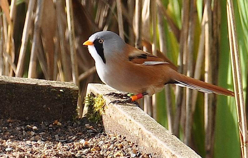 Birds and Their Habitats: Birds in Focus - Bearded Tit