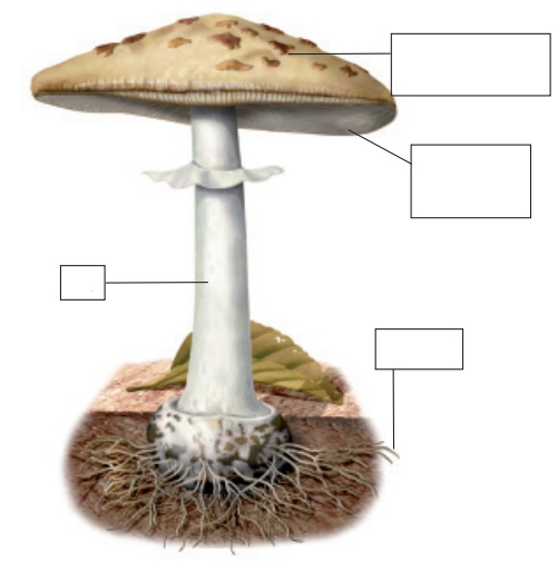 LOS REINOS DE LA NATURALEZA: septiembre 2015