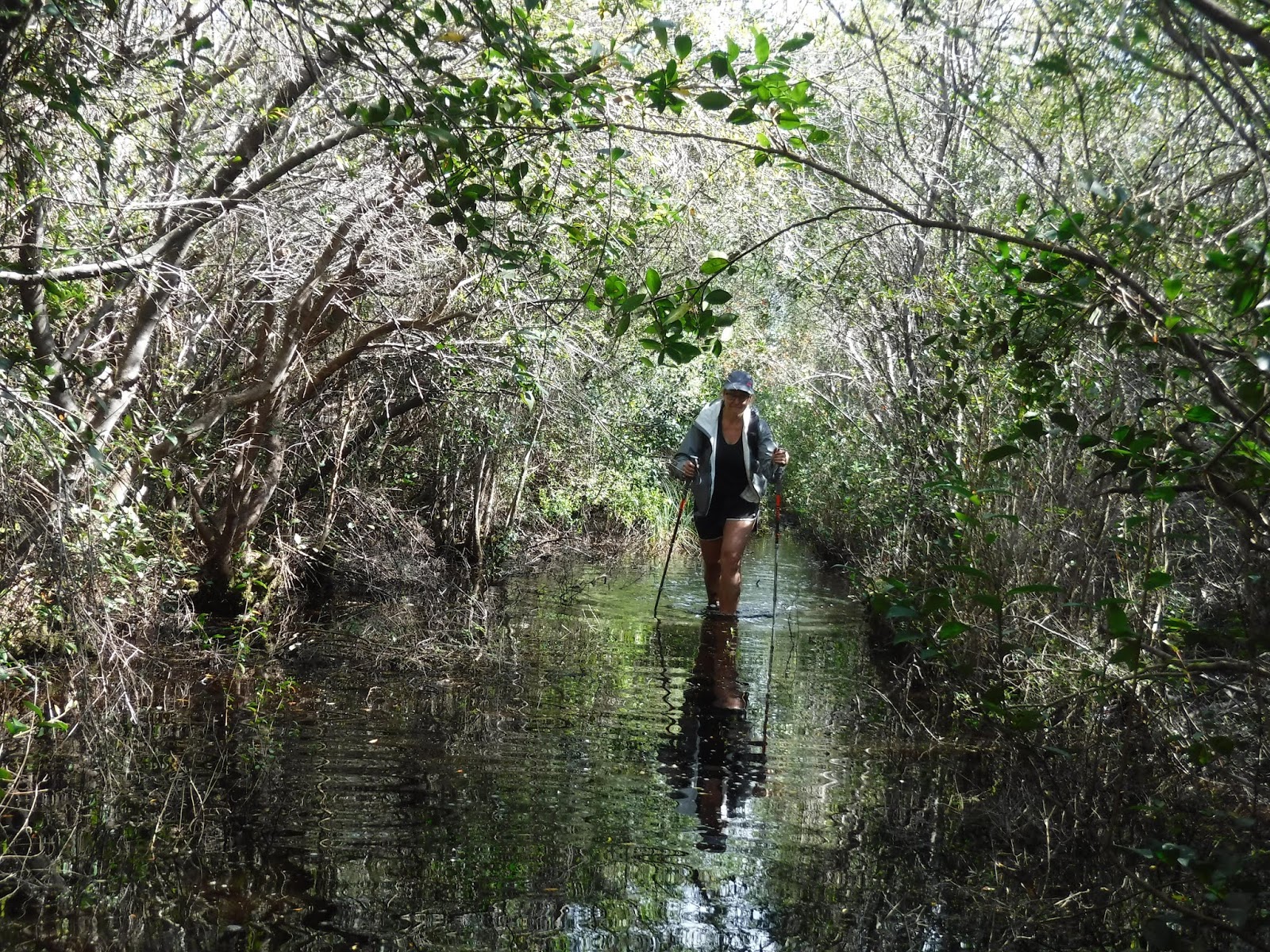 The Botanical Hiker: Gators, Swamps, and Friends