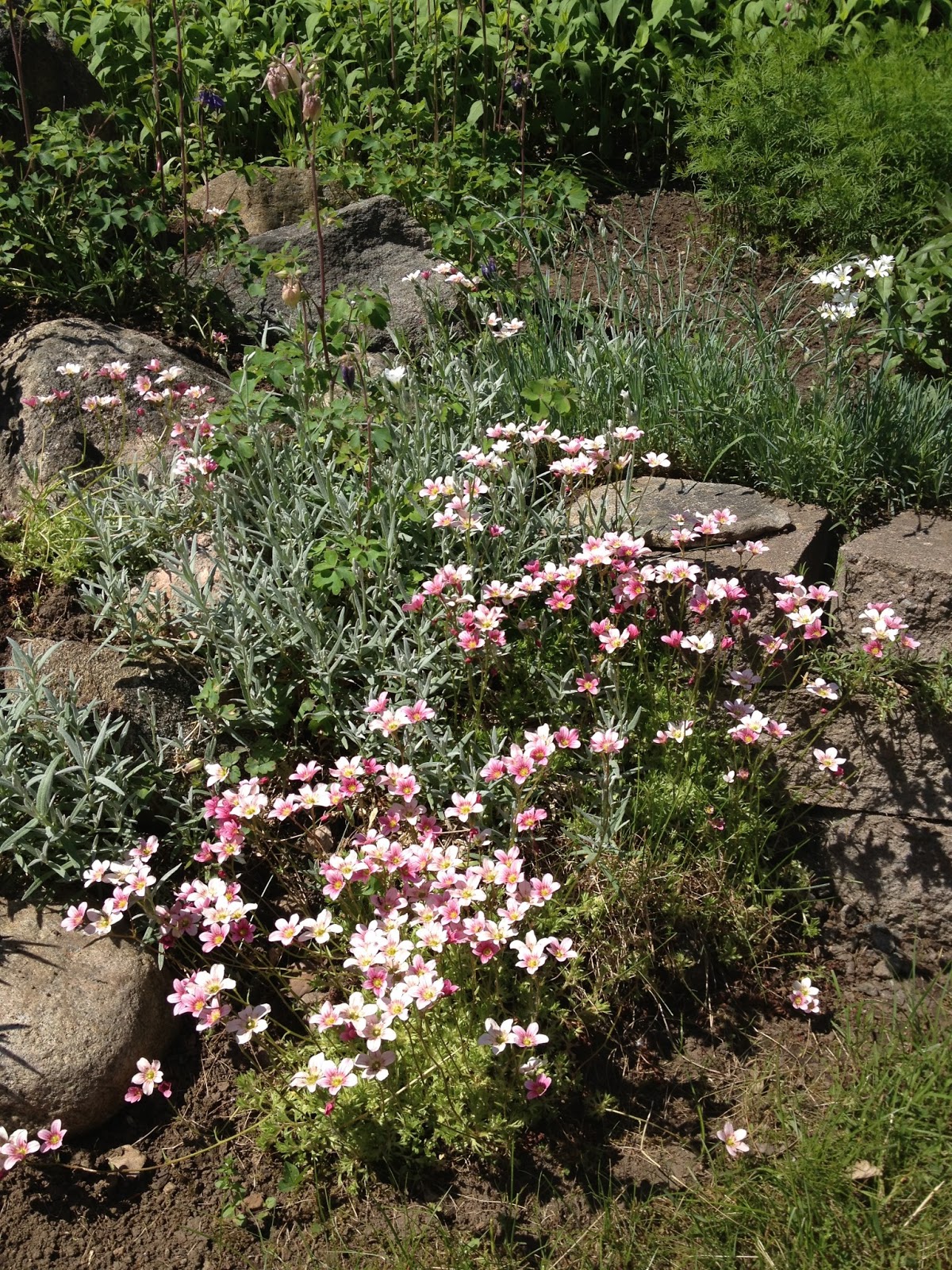 Draganasgarden: Tulipan, jorgovan