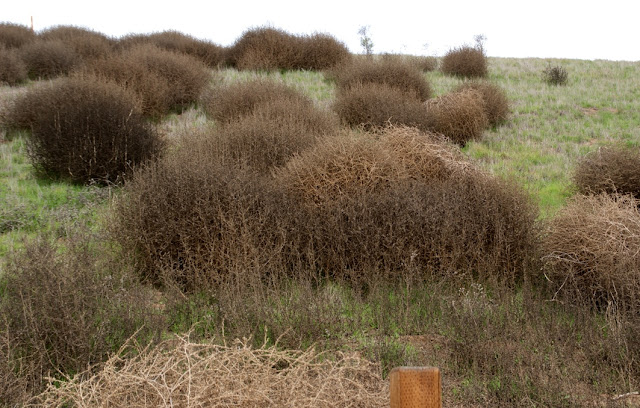 A photo, A thought............: Plant: Tumbleweed....another symbol ...