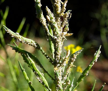 AGRICULTURE AND AGRICULTURAL INFORMATION: Damage and Biological ...