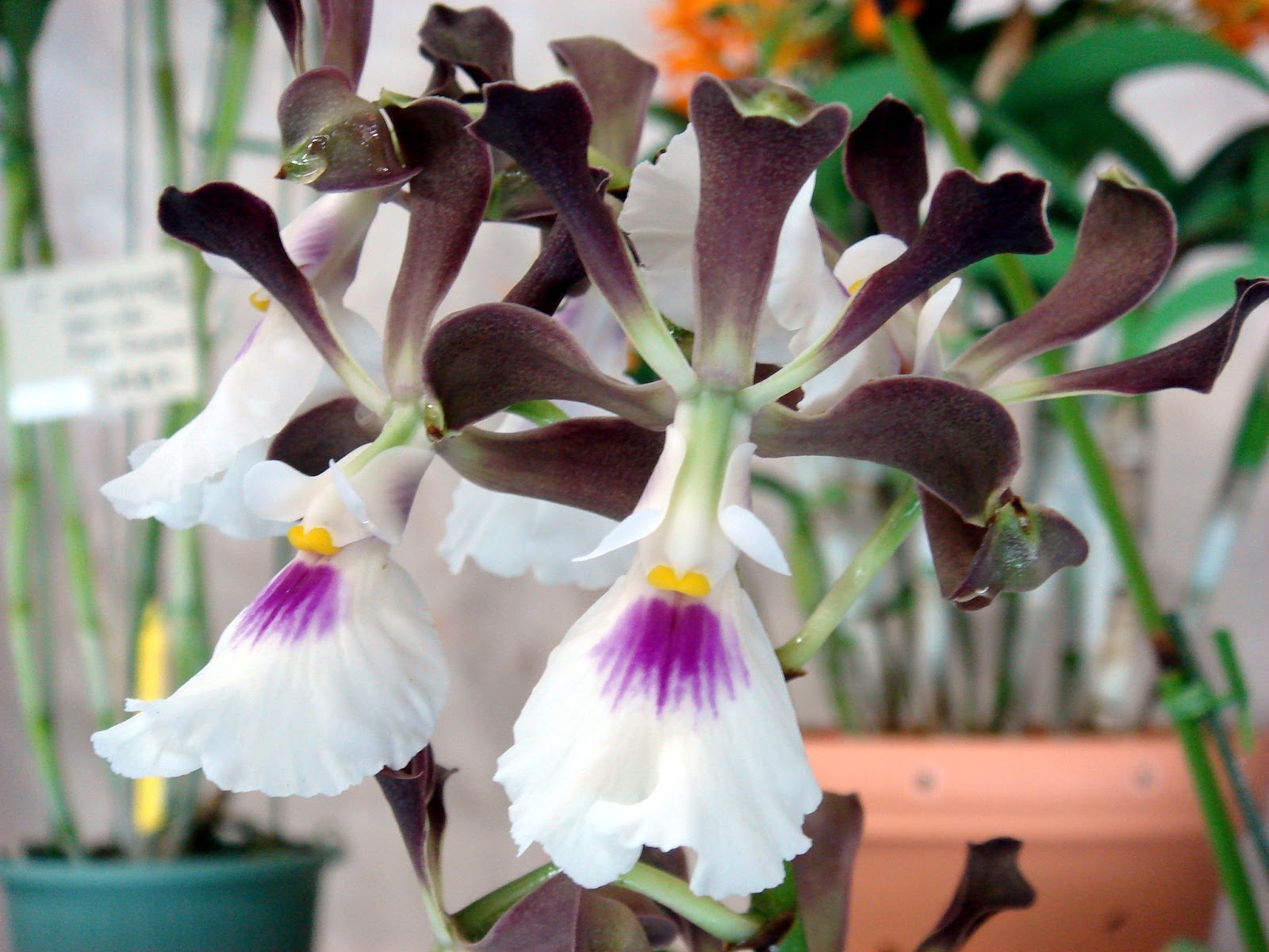 Encyclia cordigera care and culture | Travaldo's blog