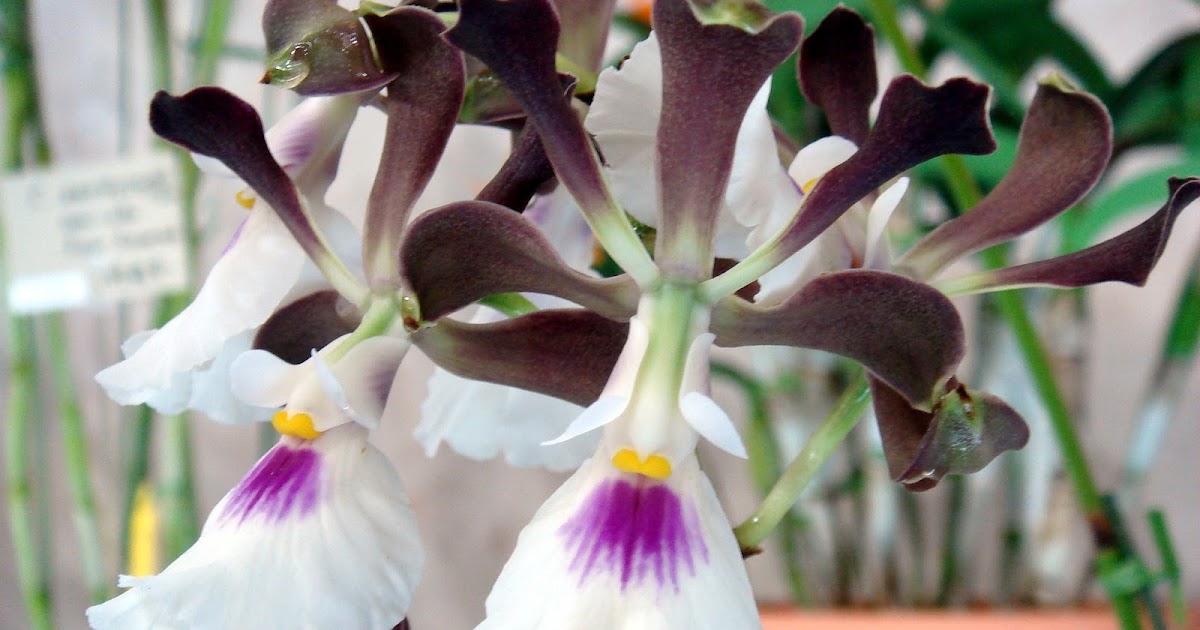 Encyclia cordigera care and culture | Travaldo's blog