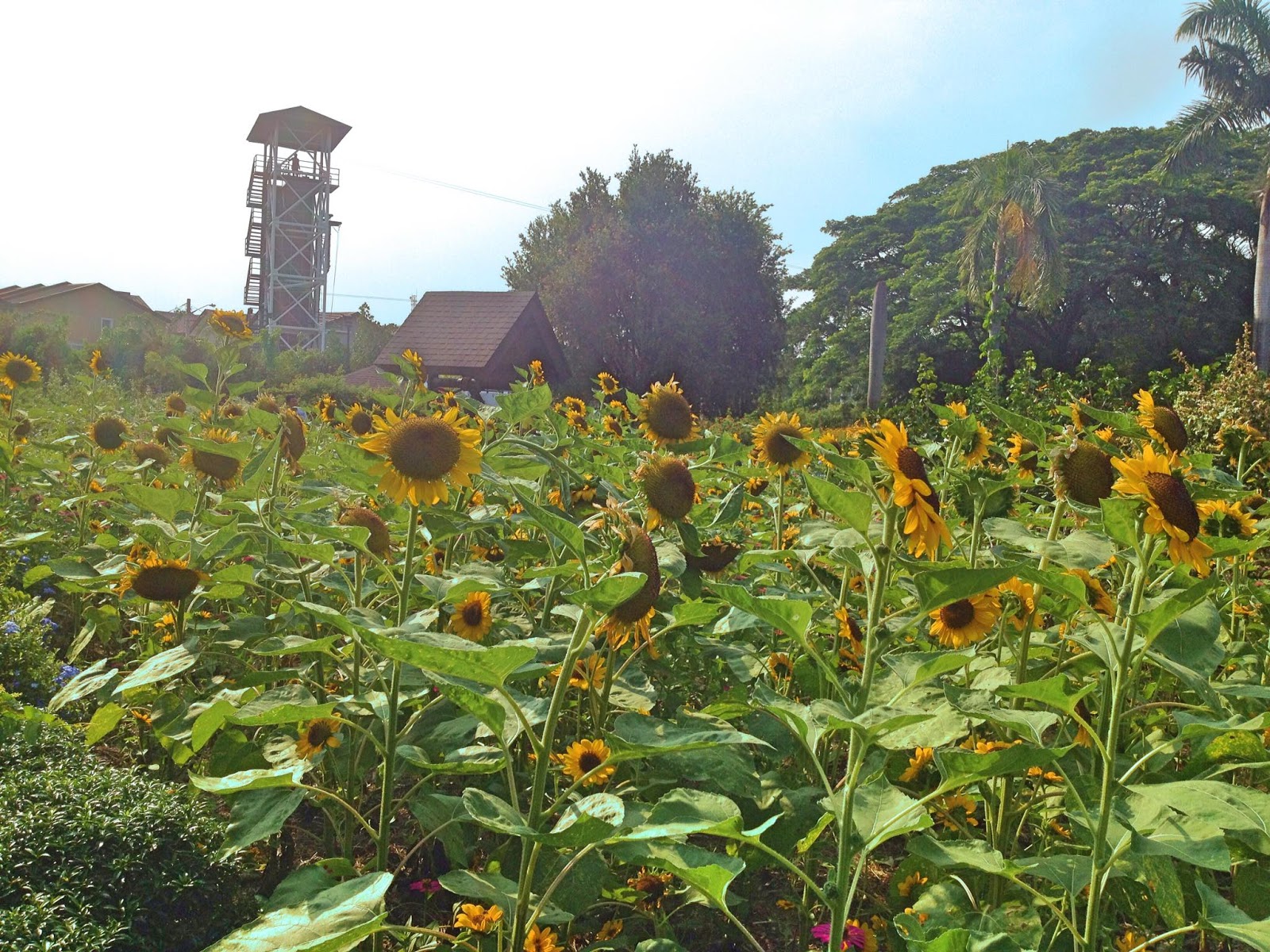 PASIG: Rainforest Adventure Experience (RAVE) - It's More Fun With Juan