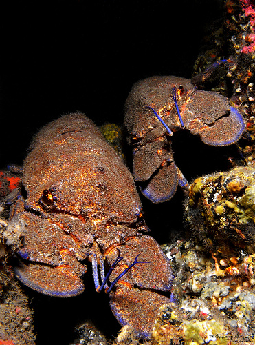 Behind the French Menu: Cigale de Mer – The Slipper Lobster. The ...