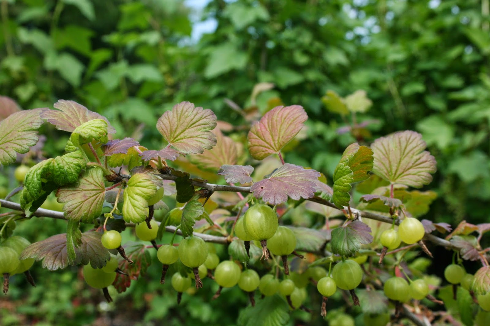 The Fruit Growing Expert: Ways to grow gooseberries