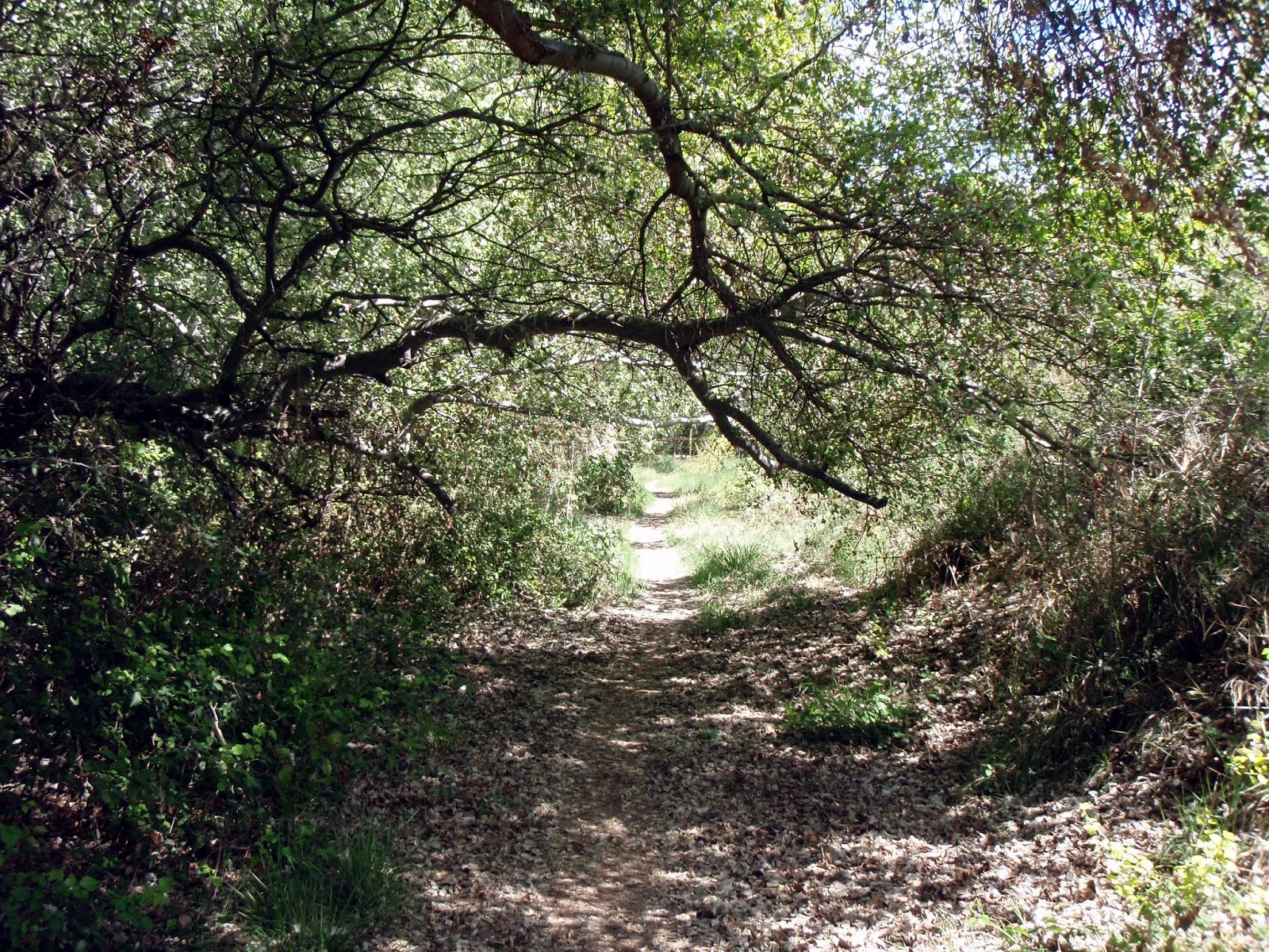 Los bosques riparios