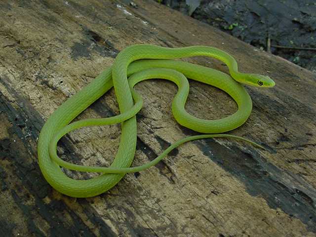 Most Amazing: Rough Green Snake