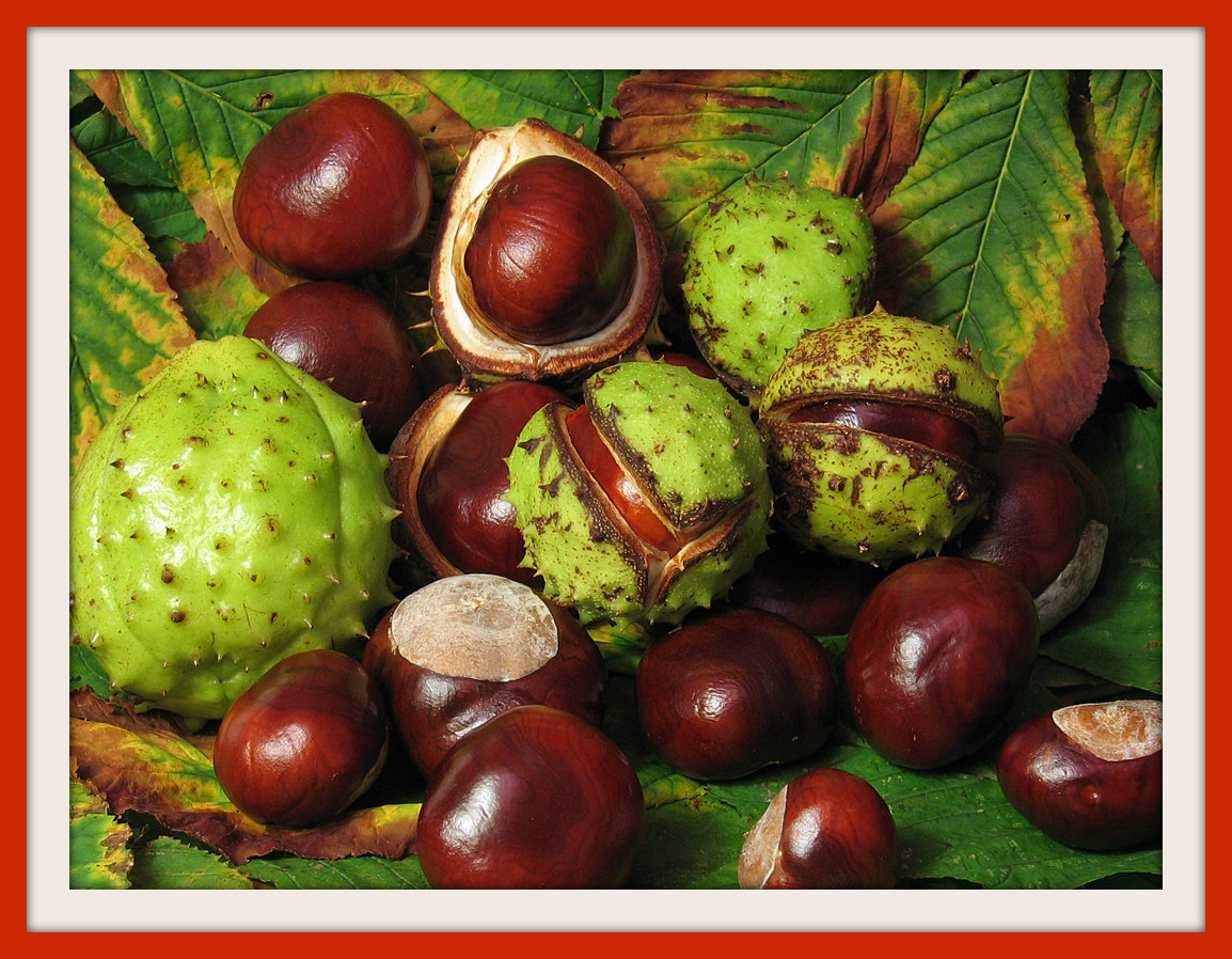 "Wonderfully Made": Homemade Buckeye Candy