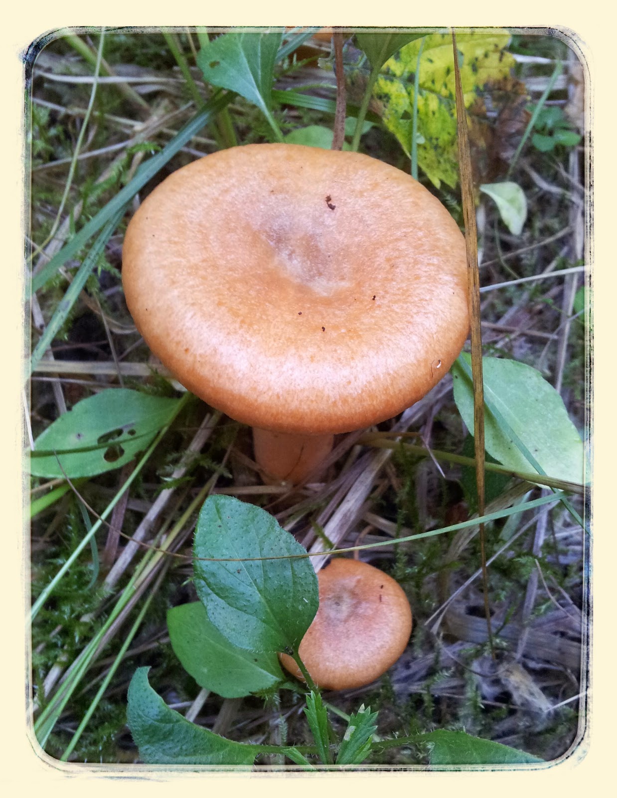 Sireti retseptid: Marineeritud kuuseriisikad