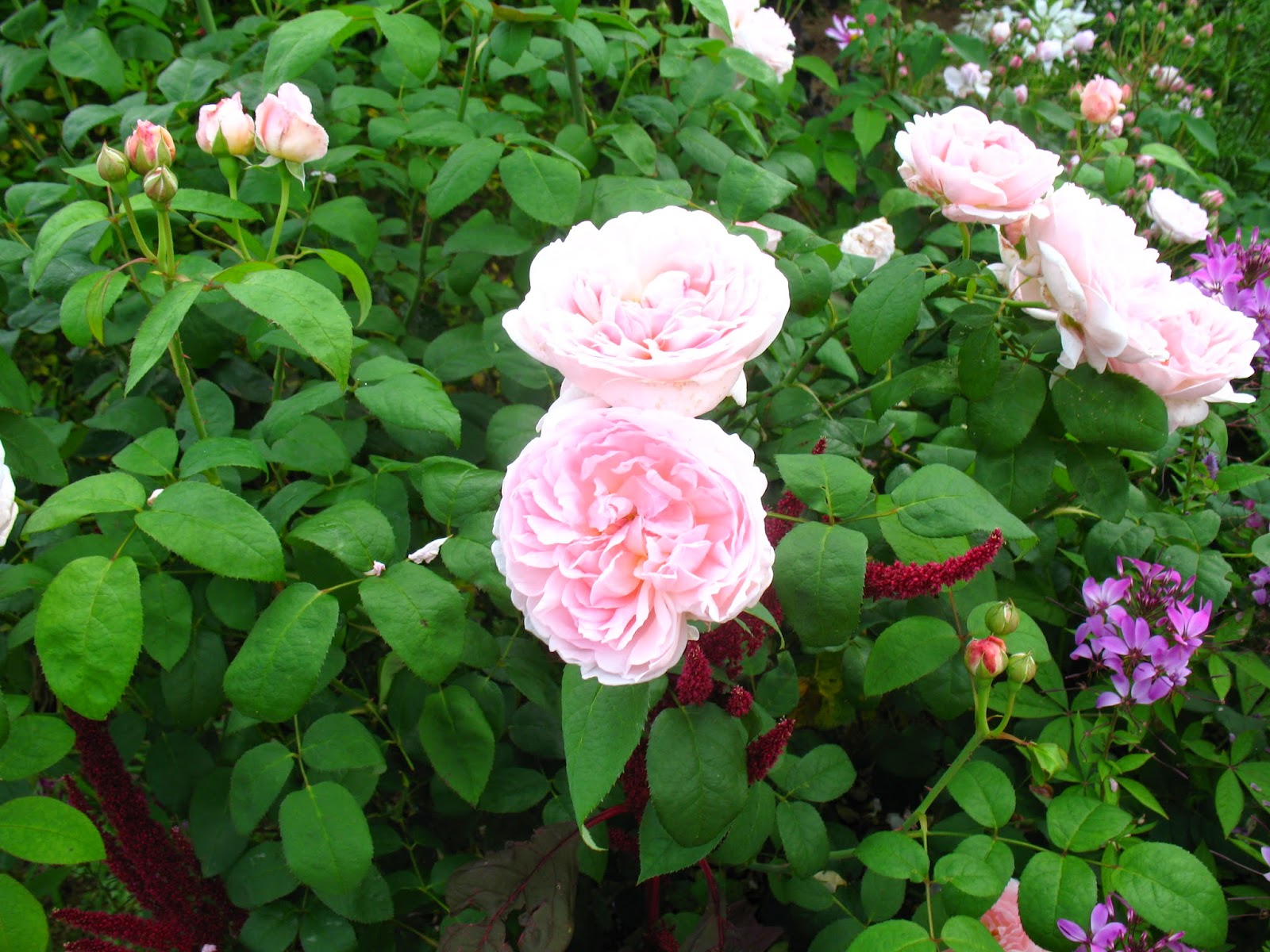 Roses du jardin Chêneland: Charmante "Eglantyne"...