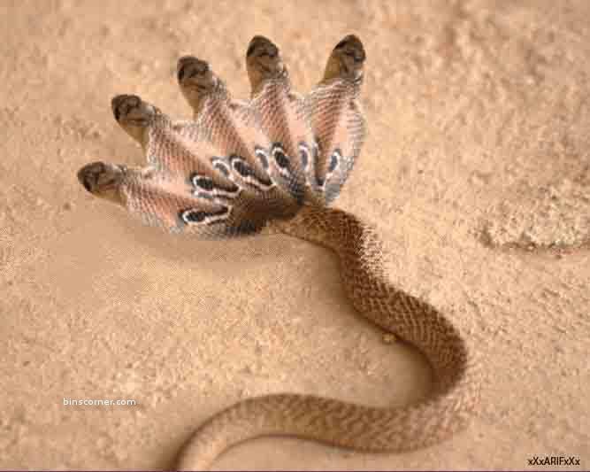 Snakes: Snakes With 5 Heads