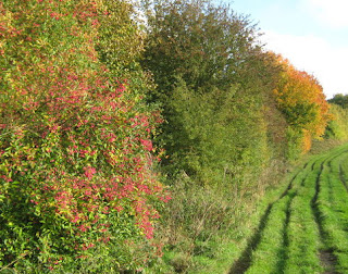 Taxonomic Collections: Species in hedges