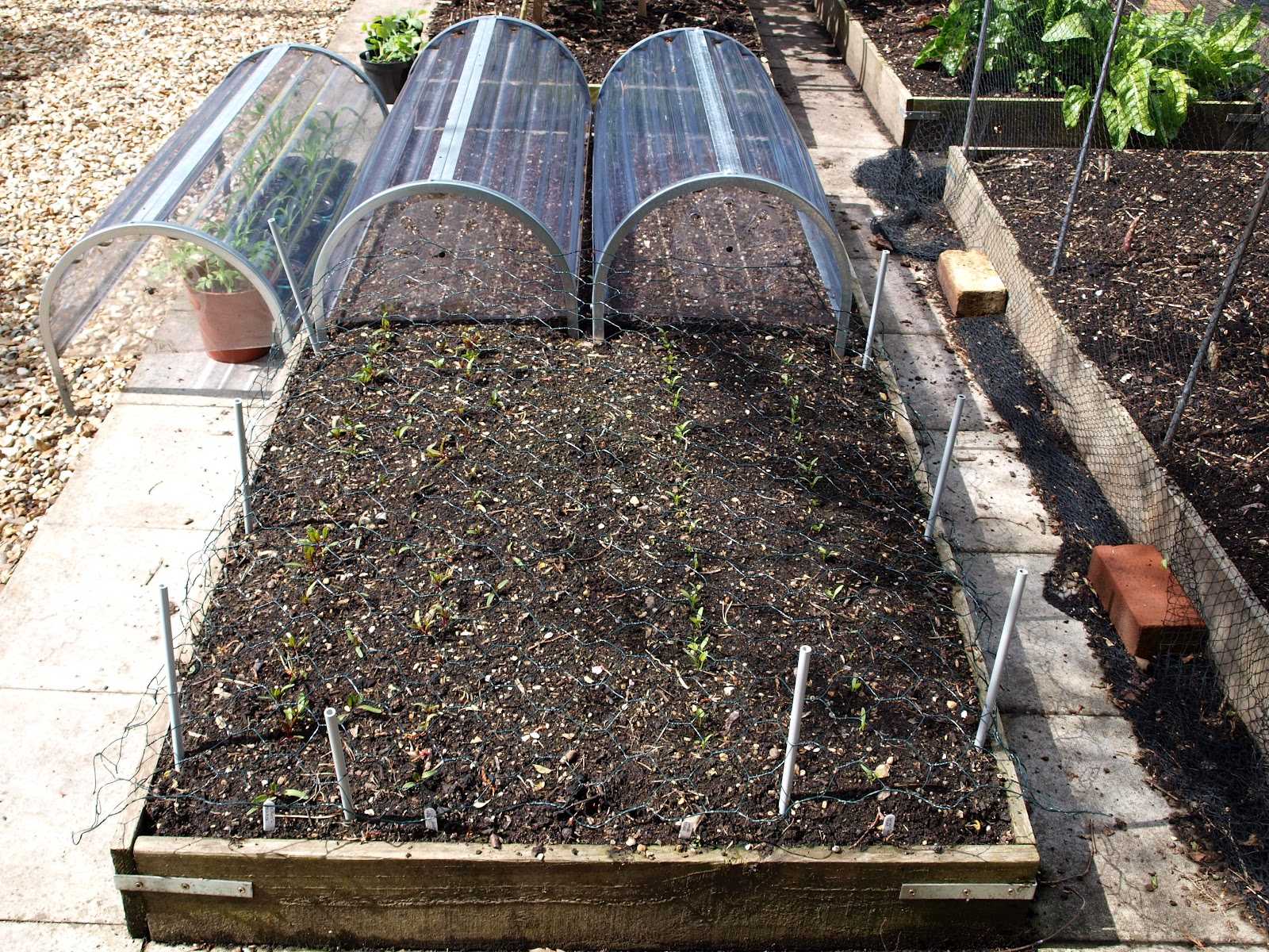 Mark's Veg Plot: Seedling protection
