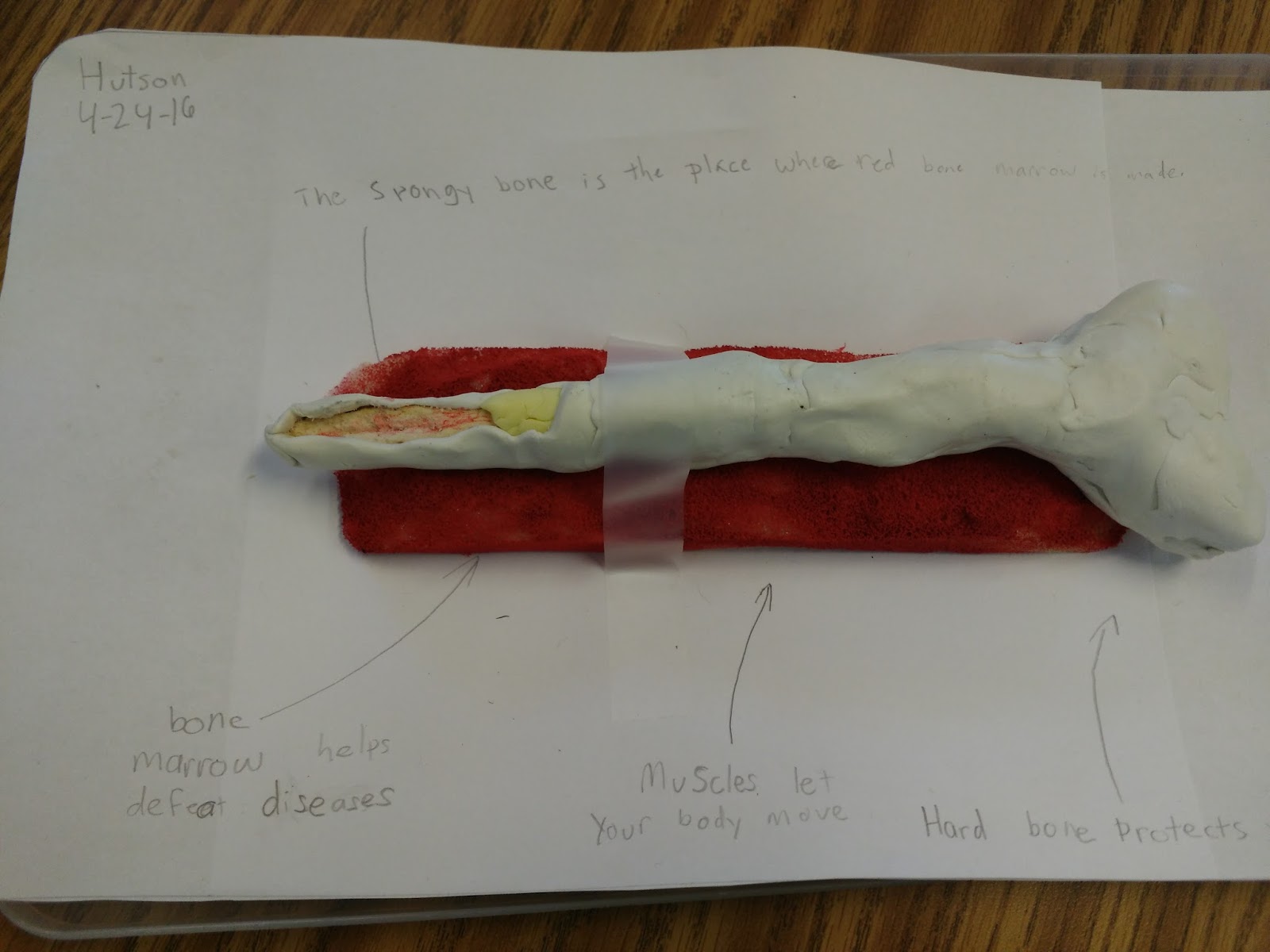 In 5th Grade with Teacher Julia: Students Created BONES!!