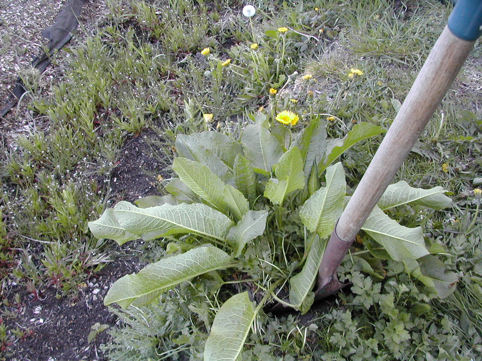 Szedermező: "Hej, égig-nyúló giz-gazok"